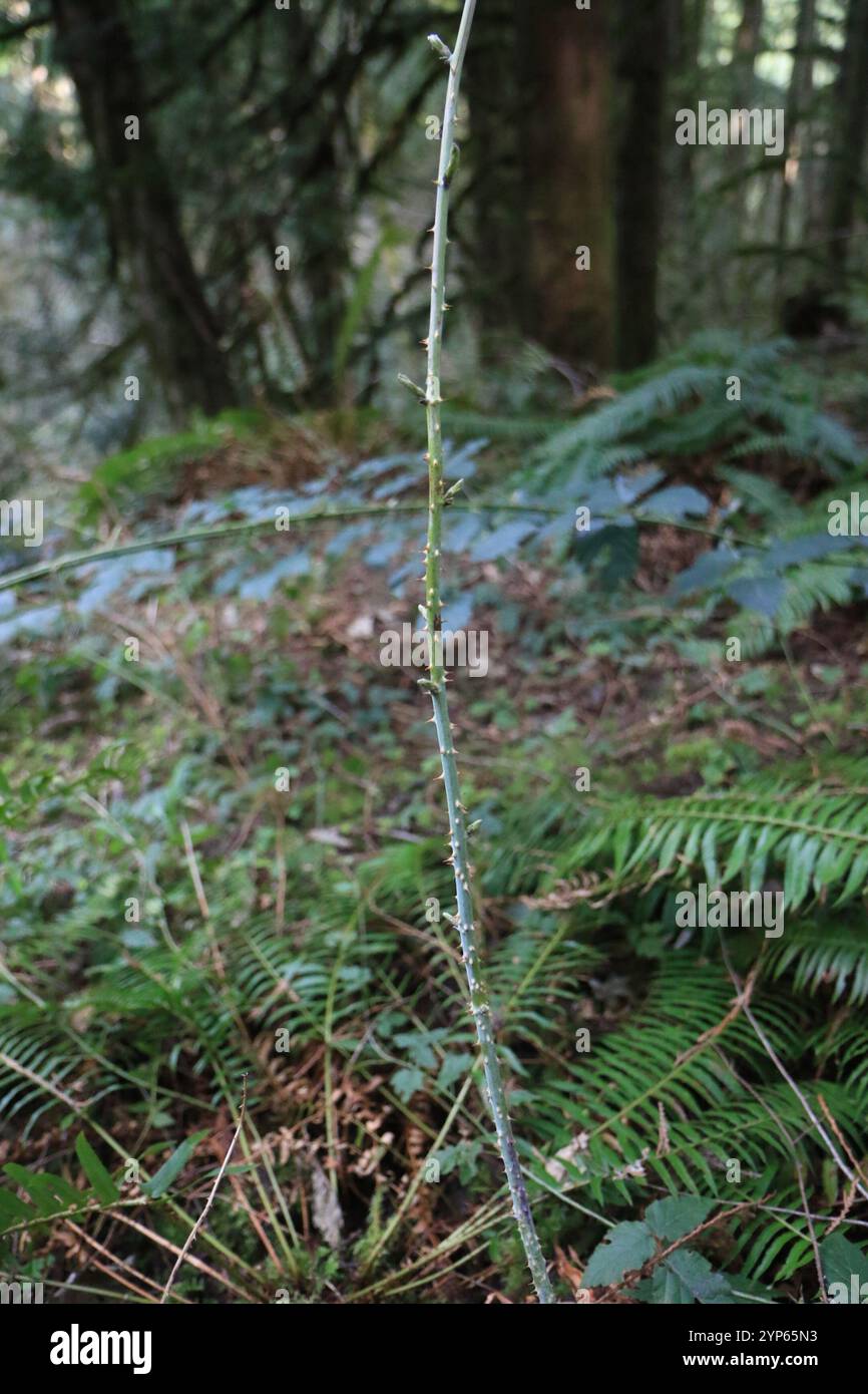 whitebark raspberry (Rubus leucodermis Stock Photo - Alamy