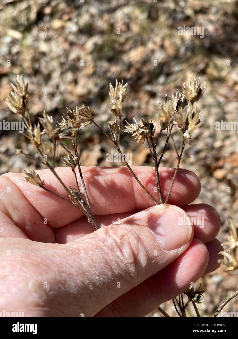 Yellow Crownbeard (Verbesina occidentalis Stock Photo - Alamy
