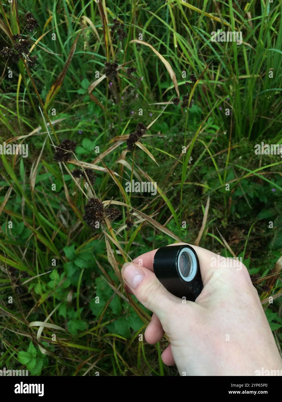 dark green bulrush (Scirpus atrovirens Stock Photo - Alamy