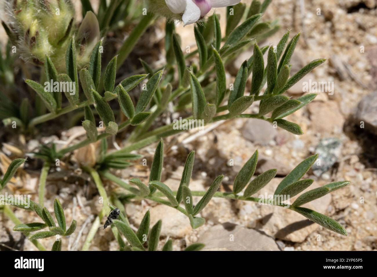 wyoming locoweed (Oxytropis nana Stock Photo - Alamy