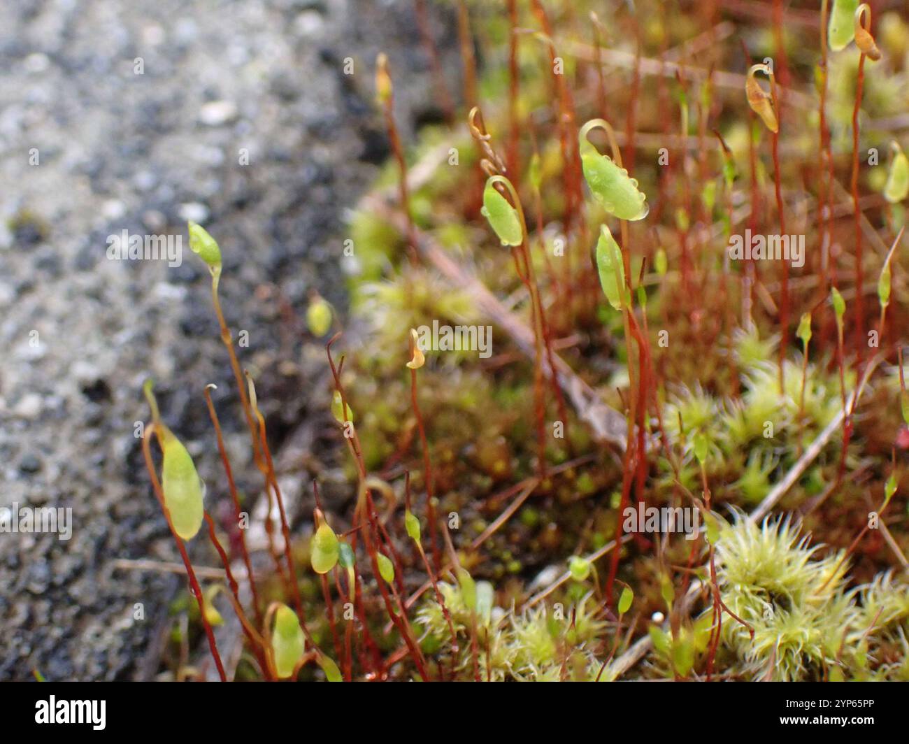 Capillary Thread-moss (Ptychostomum capillare Stock Photo - Alamy