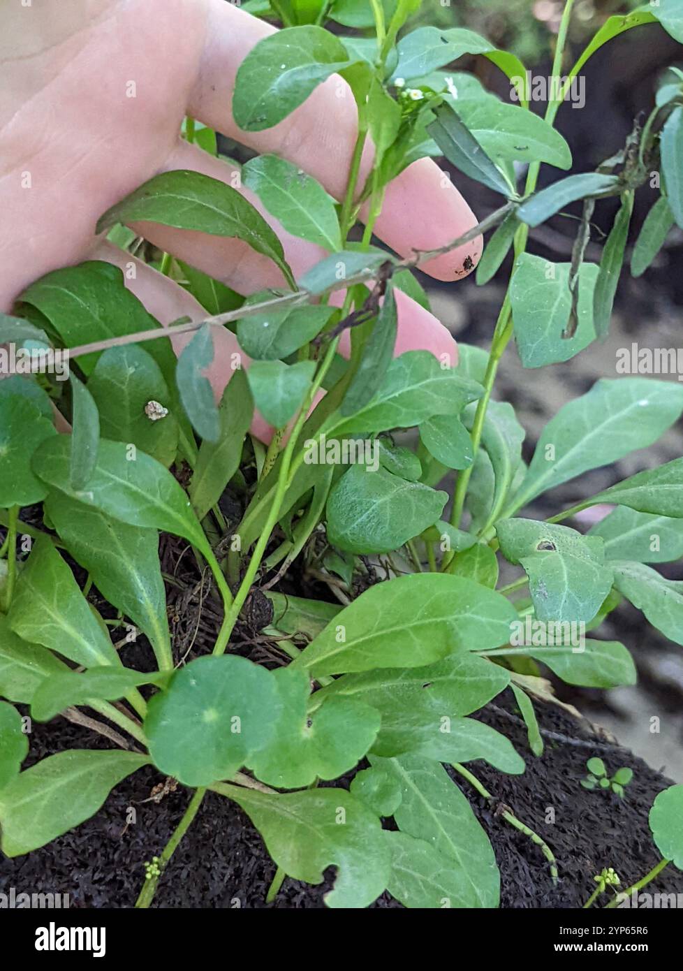 seaside brookweed (Samolus parviflorus Stock Photo - Alamy