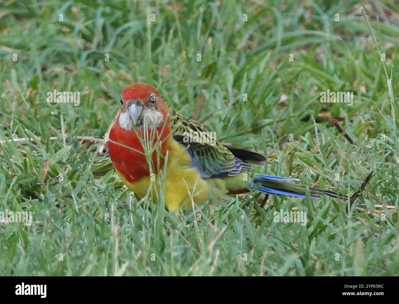 Eastern Rosella (Platycercus eximius Stock Photo - Alamy