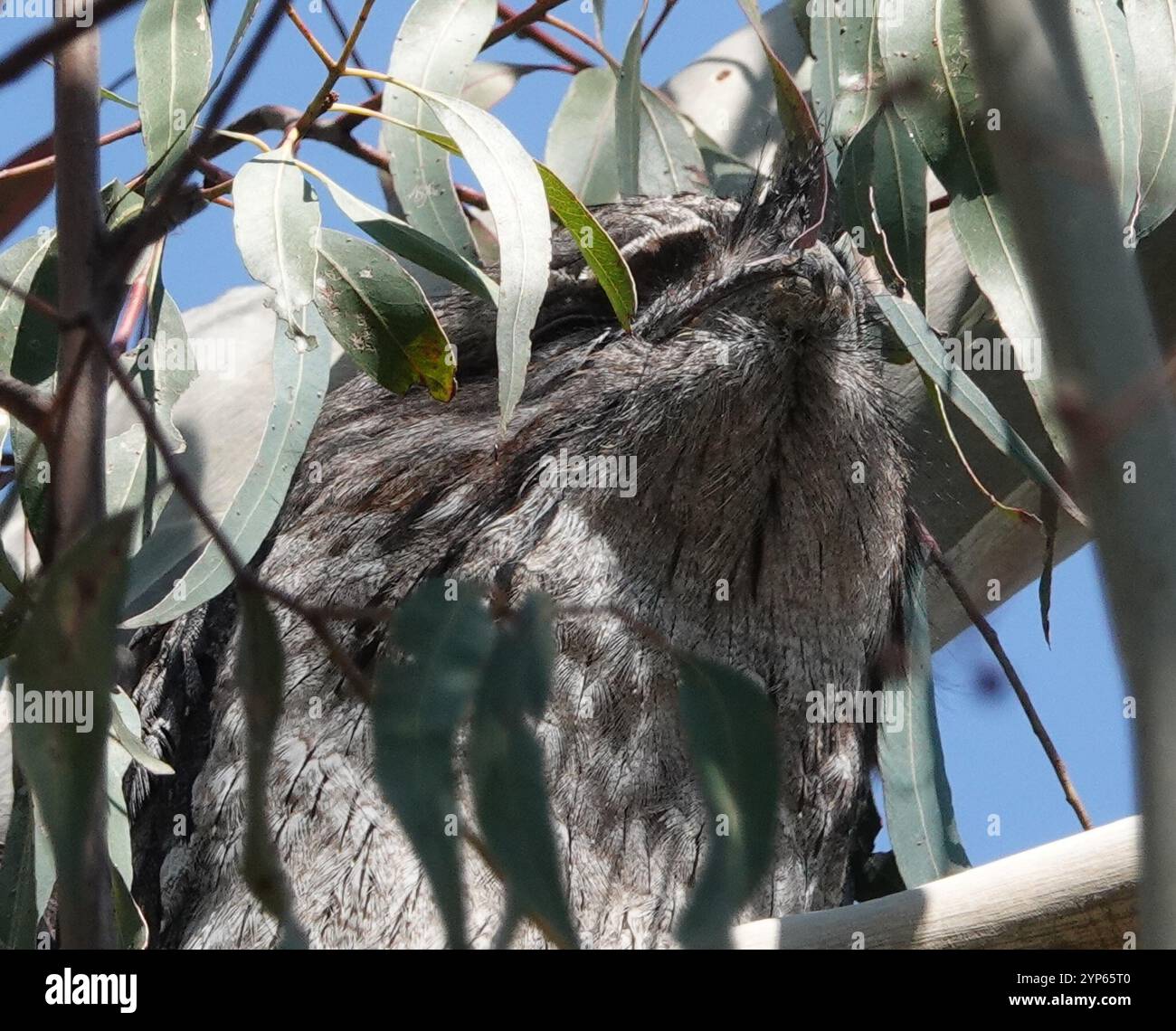 Tawny Frogmouth (Podargus strigoides Stock Photo - Alamy