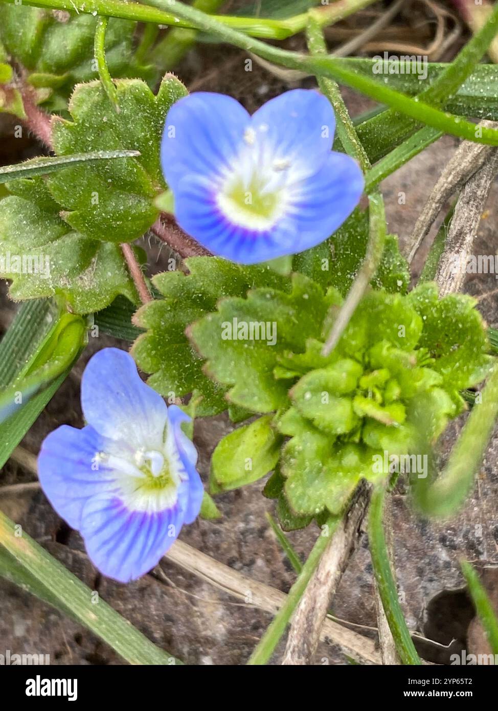bird's-eye speedwell (Veronica persica Stock Photo - Alamy