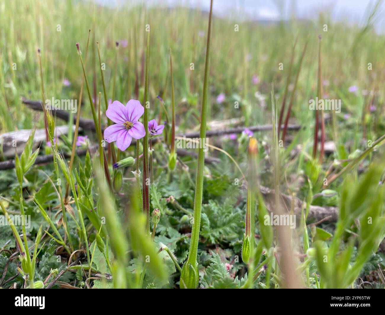 Mediterranean Stork's-bill (Erodium botrys Stock Photo - Alamy