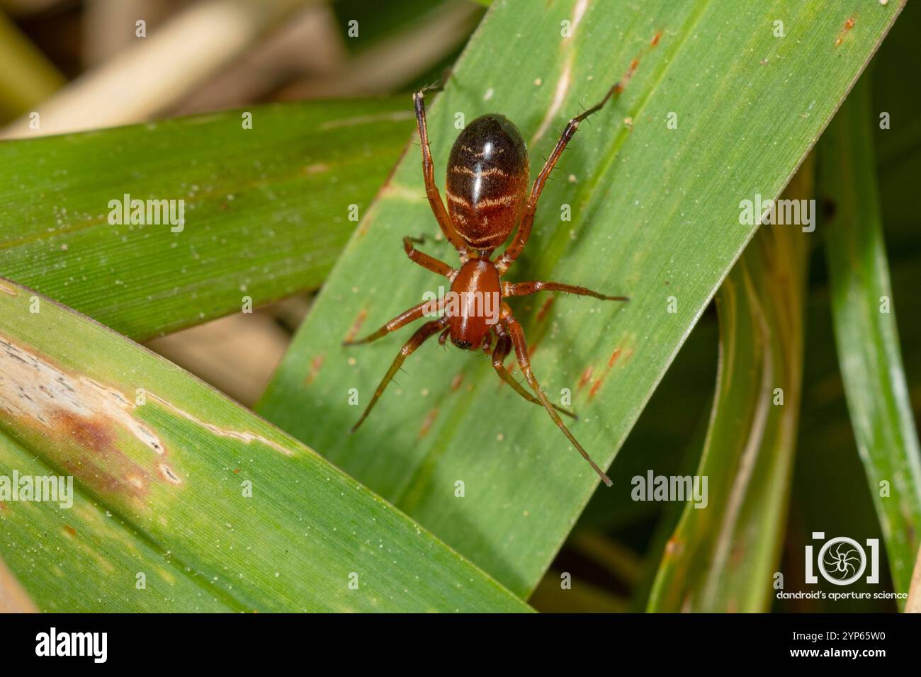 Gertsch's Ant-mimic Sac Spider (Castianeira gertschi Stock Photo - Alamy