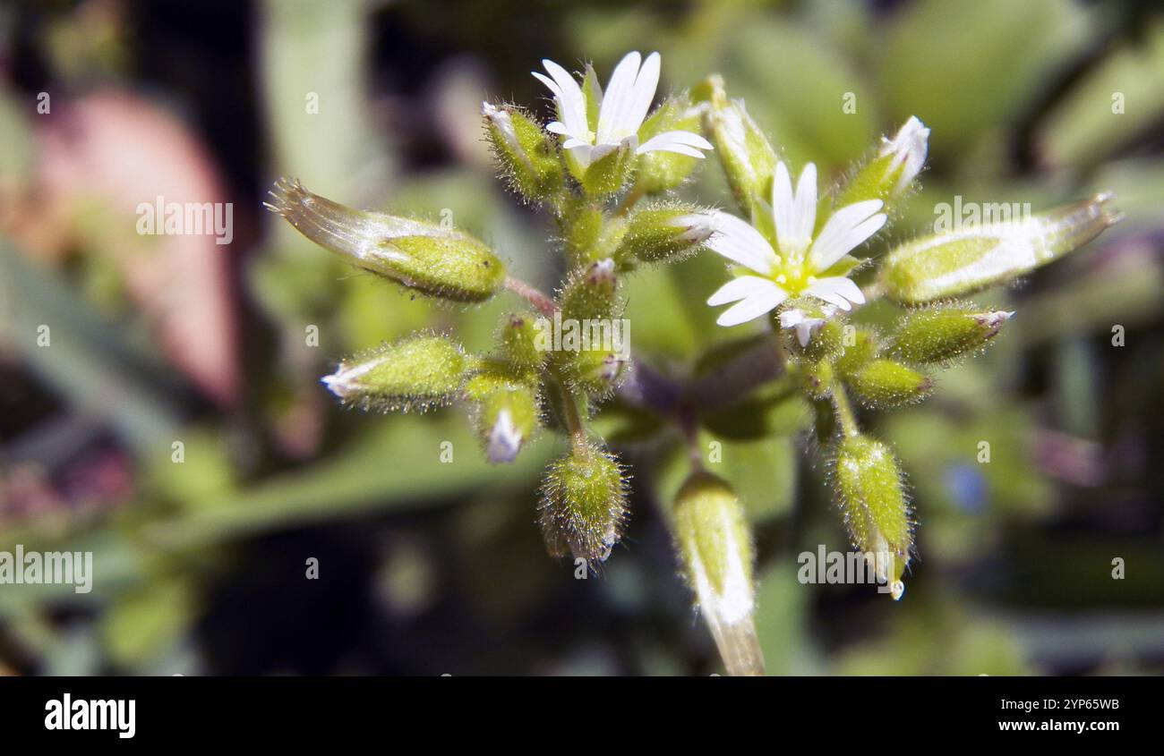 Sticky mouse-ear chickweed (Cerastium glomeratum Stock Photo - Alamy