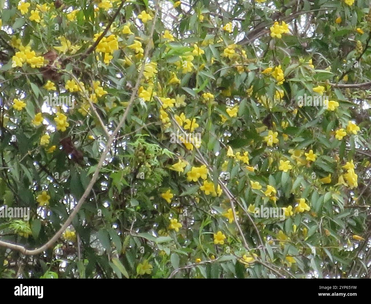 yellow jessamine (Gelsemium sempervirens Stock Photo - Alamy