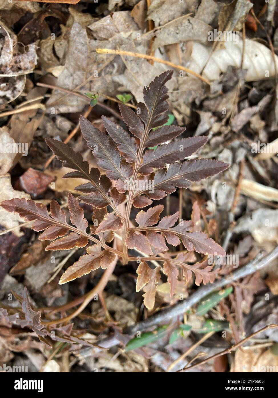 Cutleaf Grapefern (Sceptridium dissectum Stock Photo - Alamy