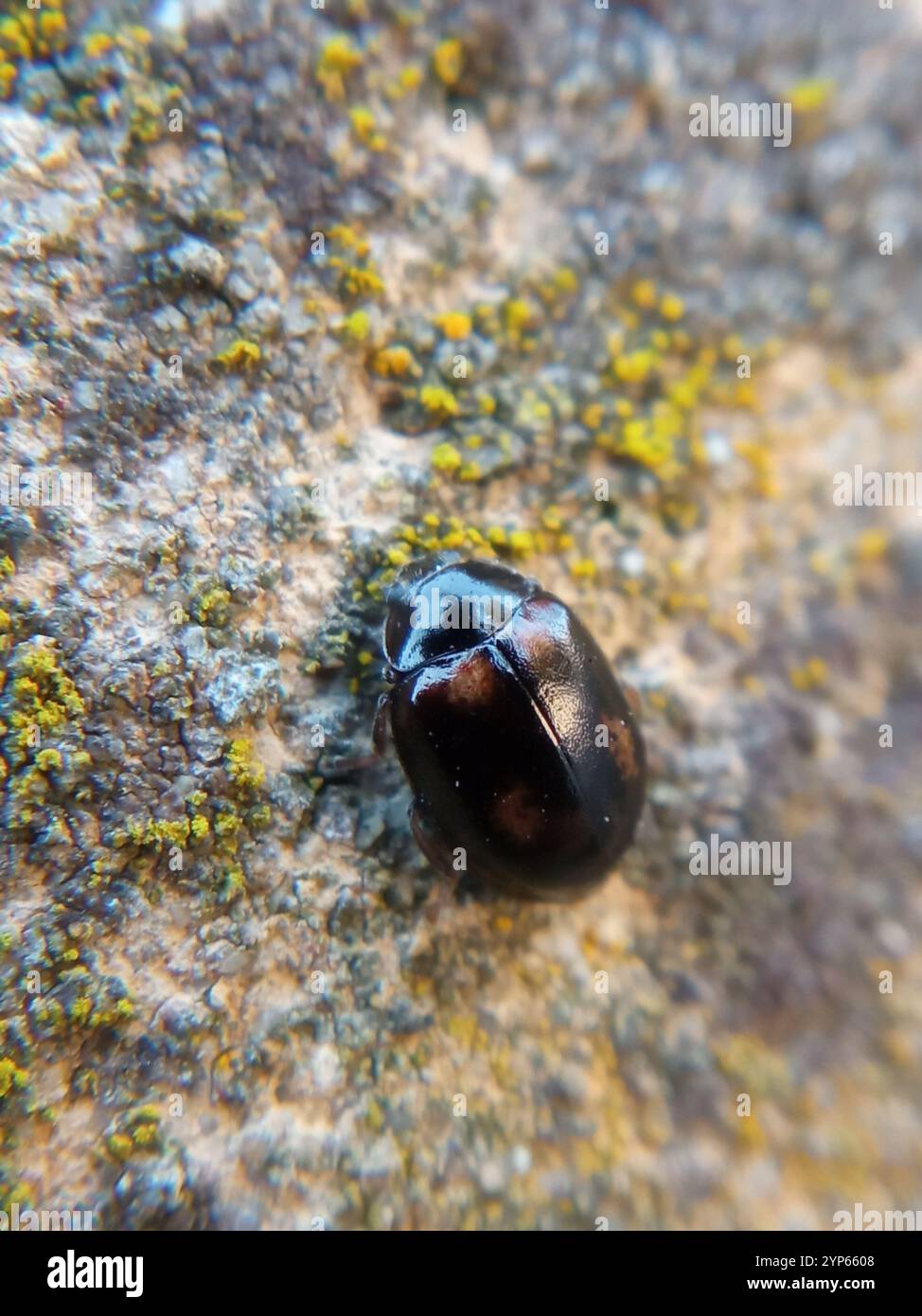 Larch Lady Beetle (Aphidecta obliterata Stock Photo - Alamy