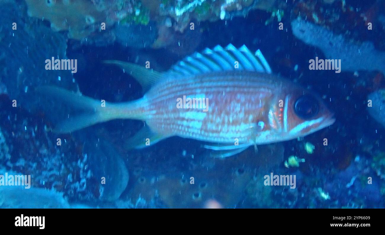 Longspine Squirrelfish (Holocentrus rufus Stock Photo - Alamy