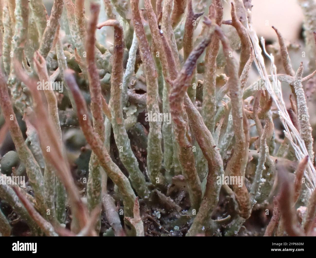 Smooth Horn Lichen (Cladonia gracilis Stock Photo - Alamy