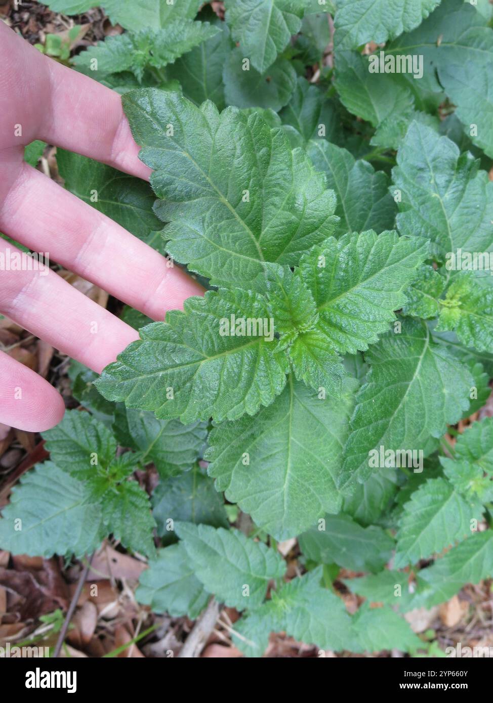 mint family (Lamiaceae Stock Photo - Alamy