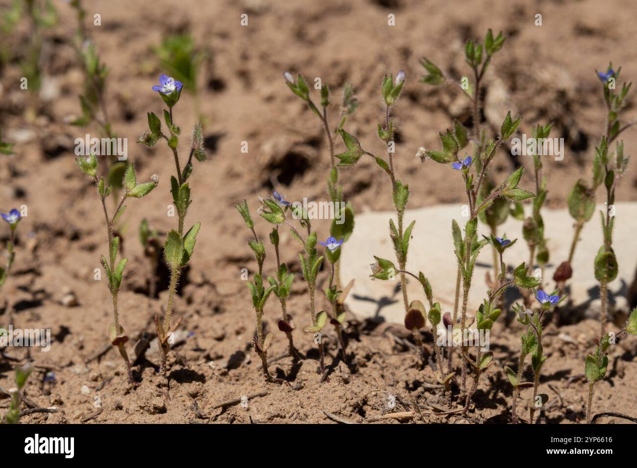 Two-lobe Speedwell (Veronica biloba Stock Photo - Alamy