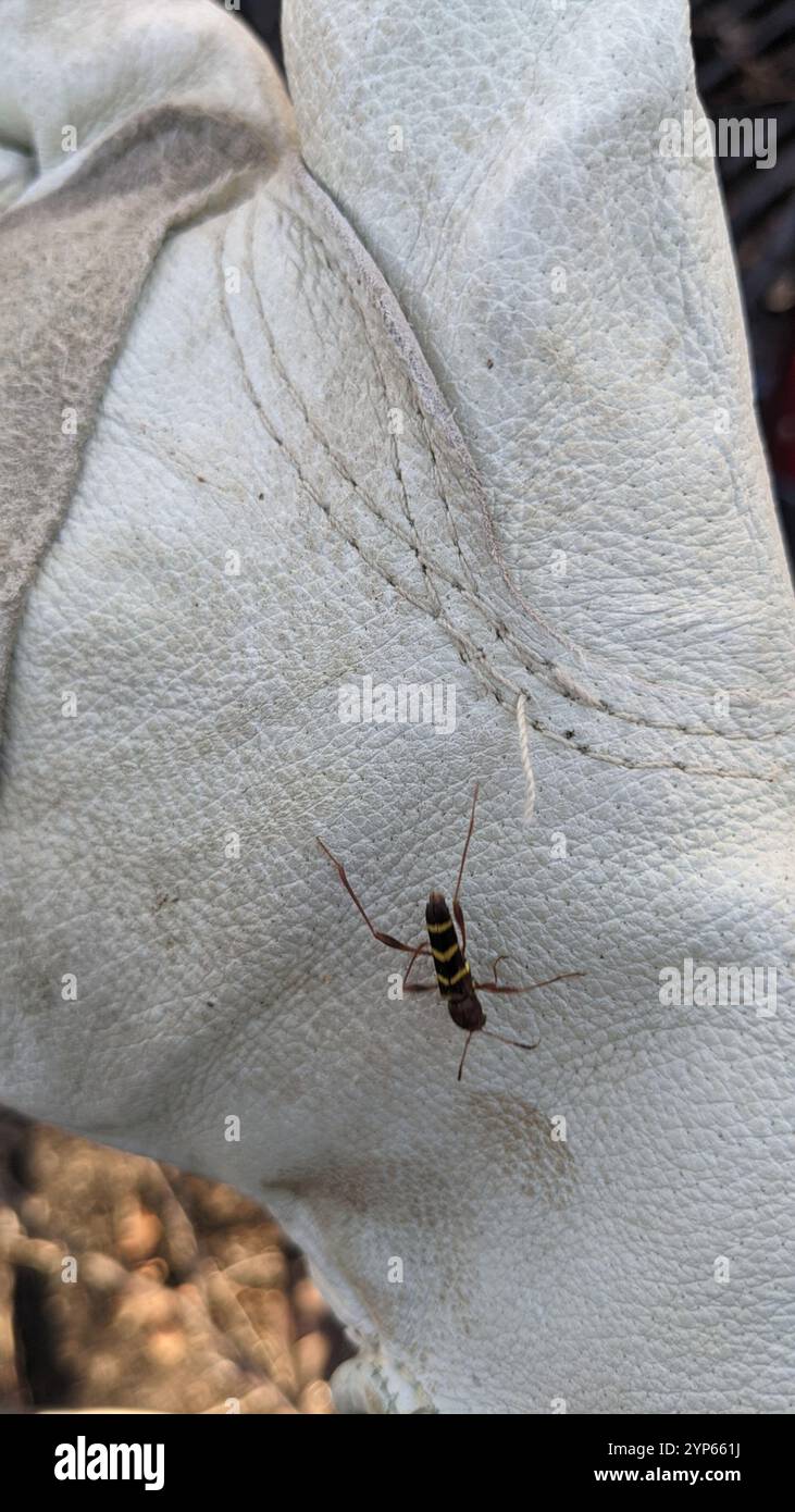Red-headed Ash Borer (Neoclytus acuminatus Stock Photo - Alamy