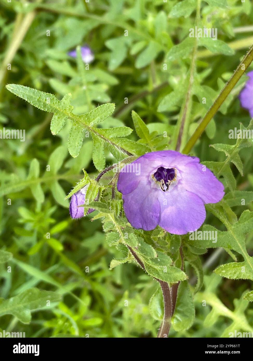 Fiesta Flower (Pholistoma auritum Stock Photo - Alamy