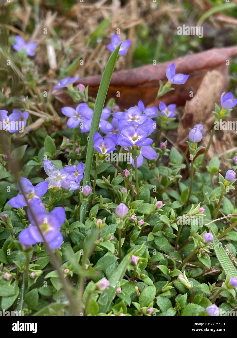 tiny bluet (Houstonia pusilla Stock Photo - Alamy