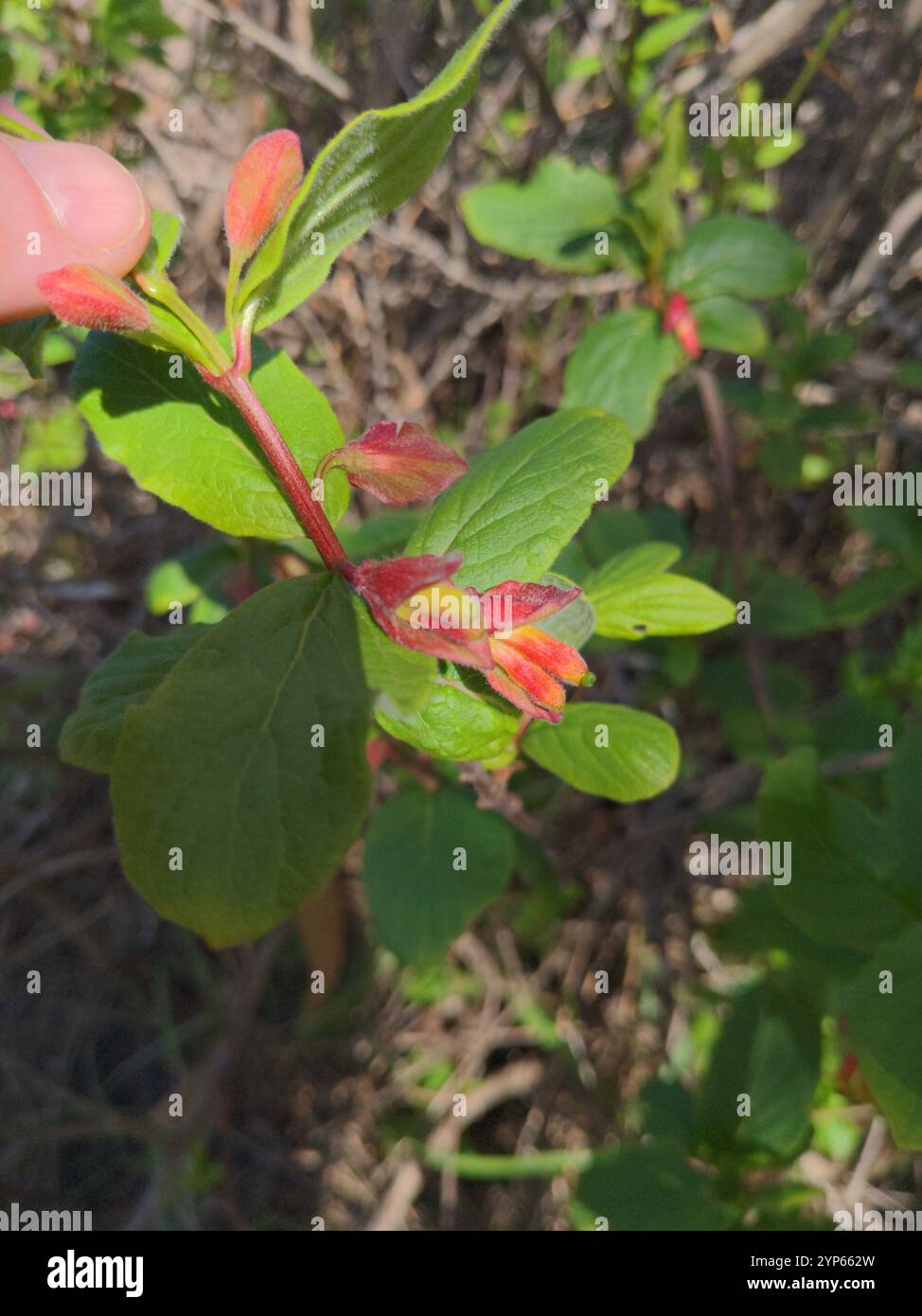 twinberry honeysuckle (Lonicera involucrata Stock Photo - Alamy