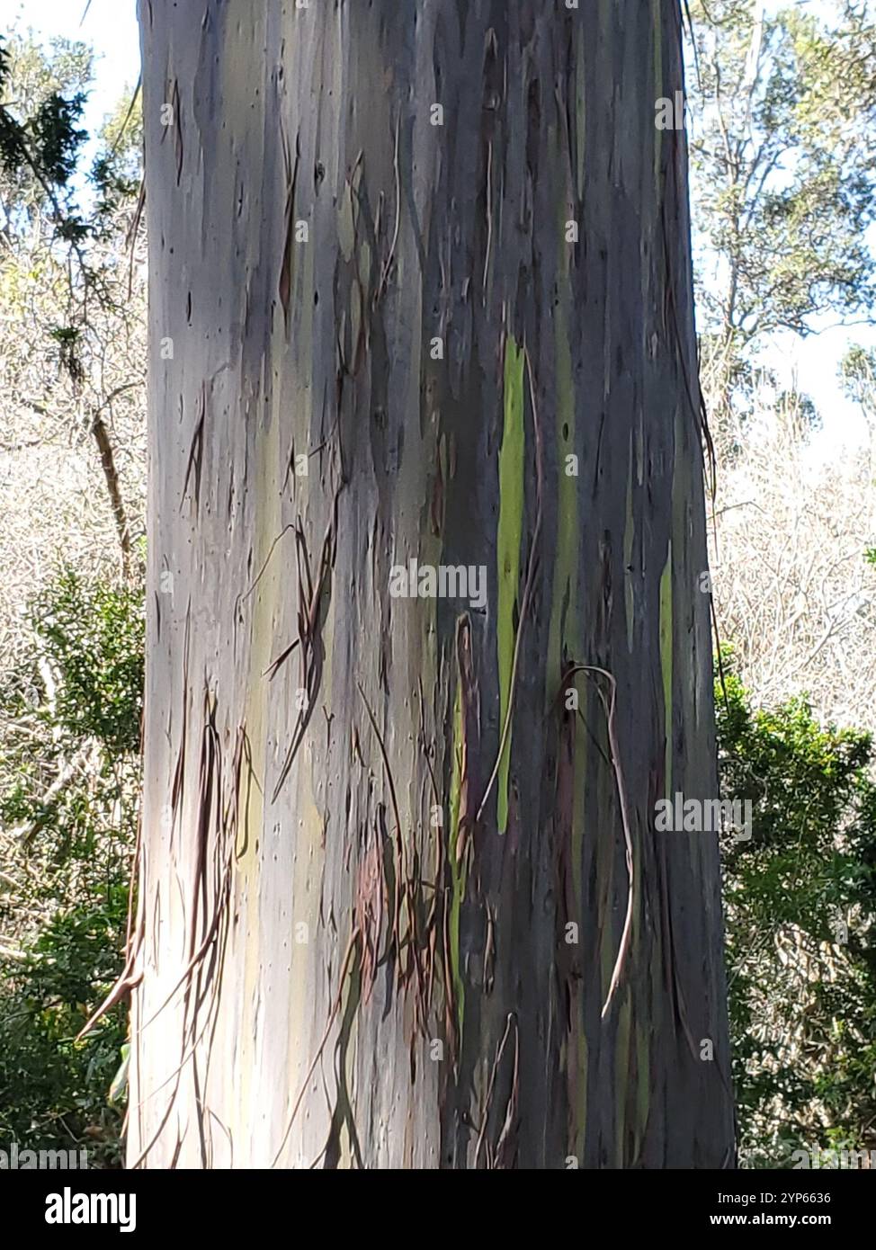 Rainbow Gum (Eucalyptus deglupta Stock Photo - Alamy