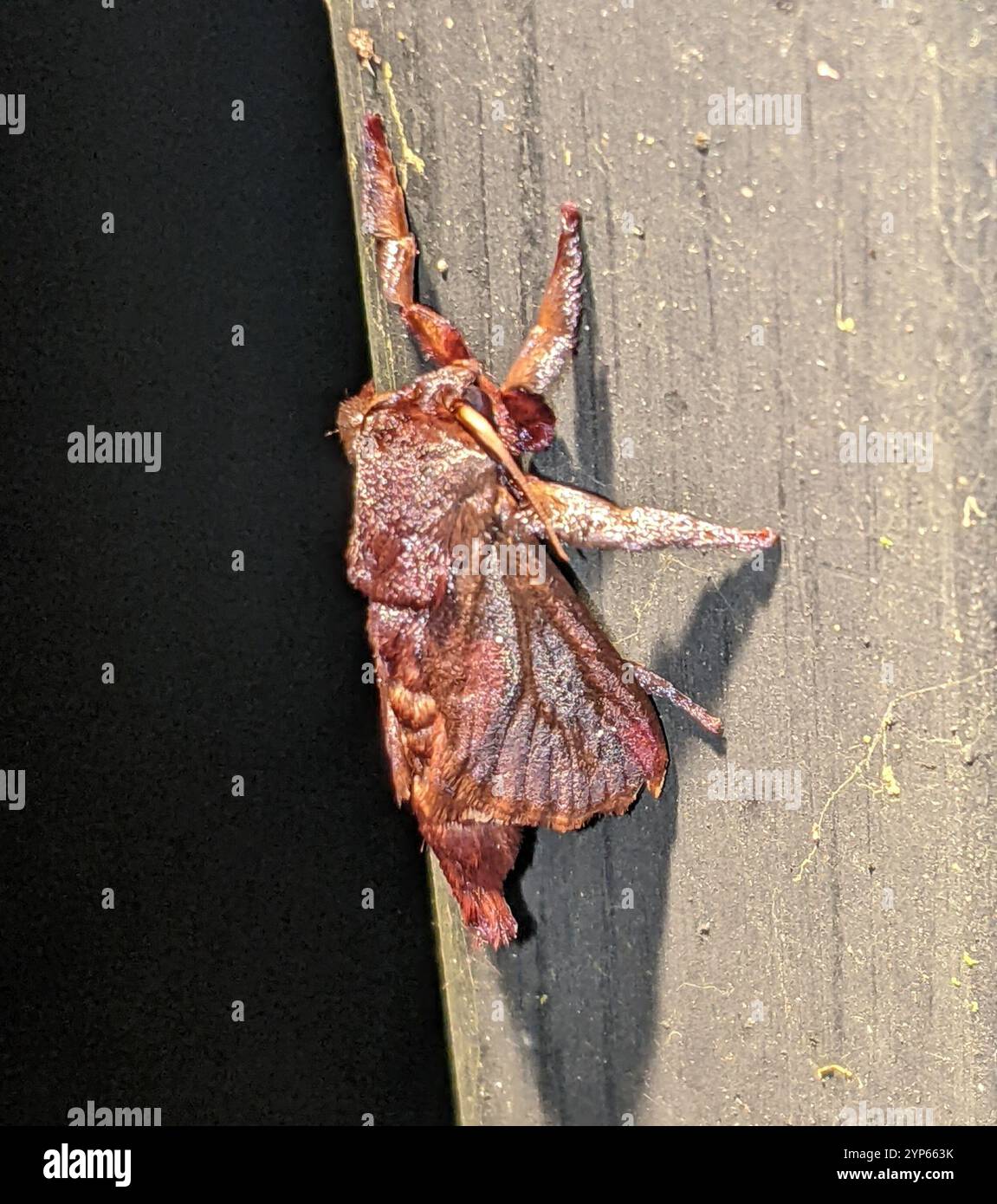 Saddleback Caterpillar Moths and Allies (Acharia Stock Photo - Alamy