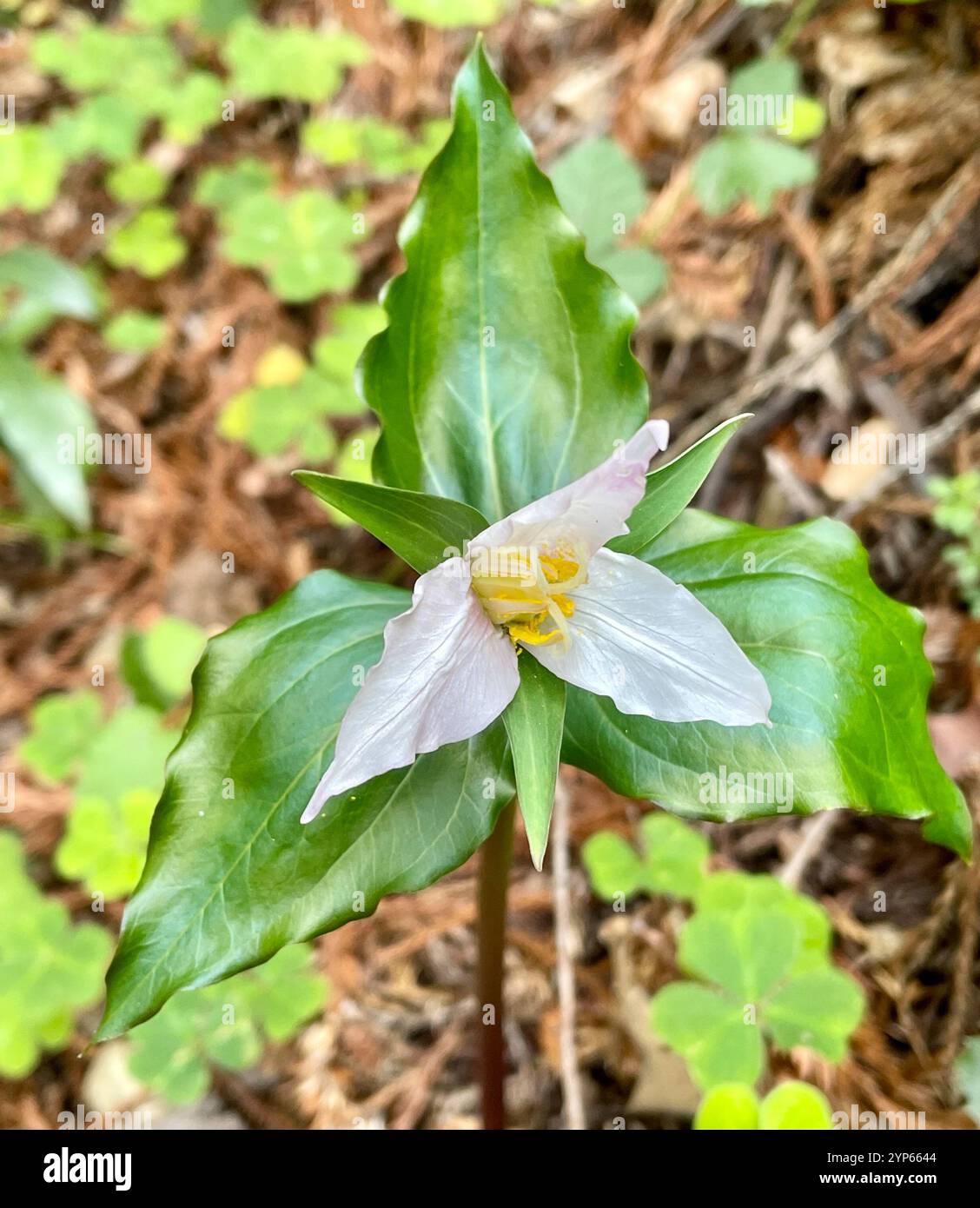 Pacific trillium (Trillium ovatum Stock Photo - Alamy