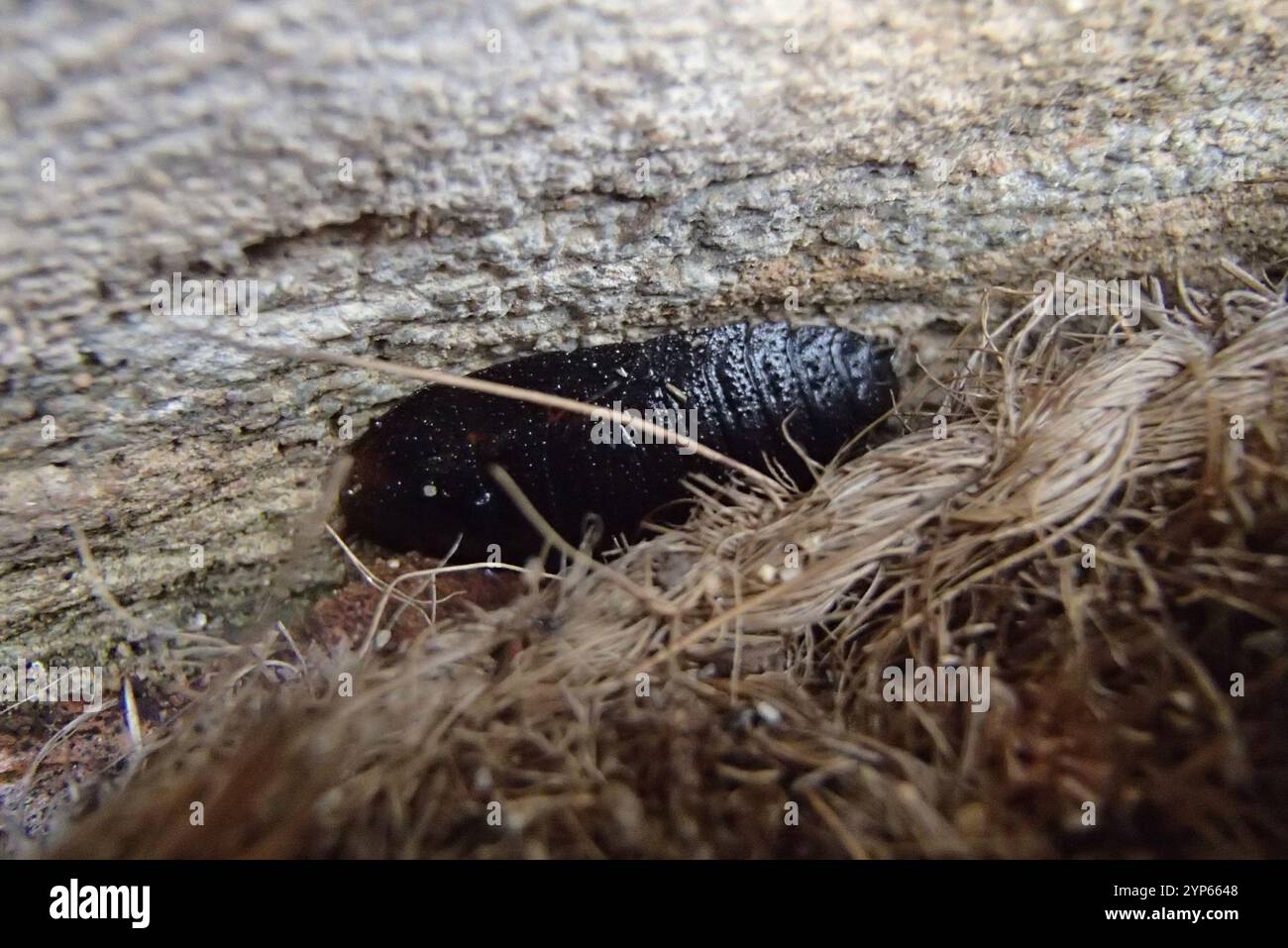 Bark cockroach hi-res stock photography and images - Alamy