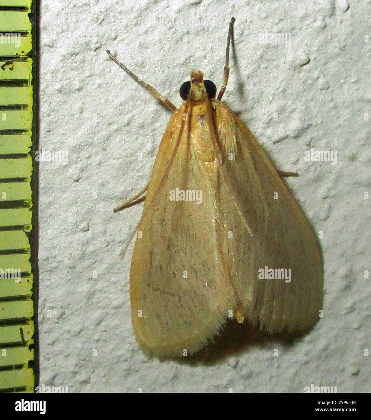 Impunctata hi-res stock photography and images - Alamy