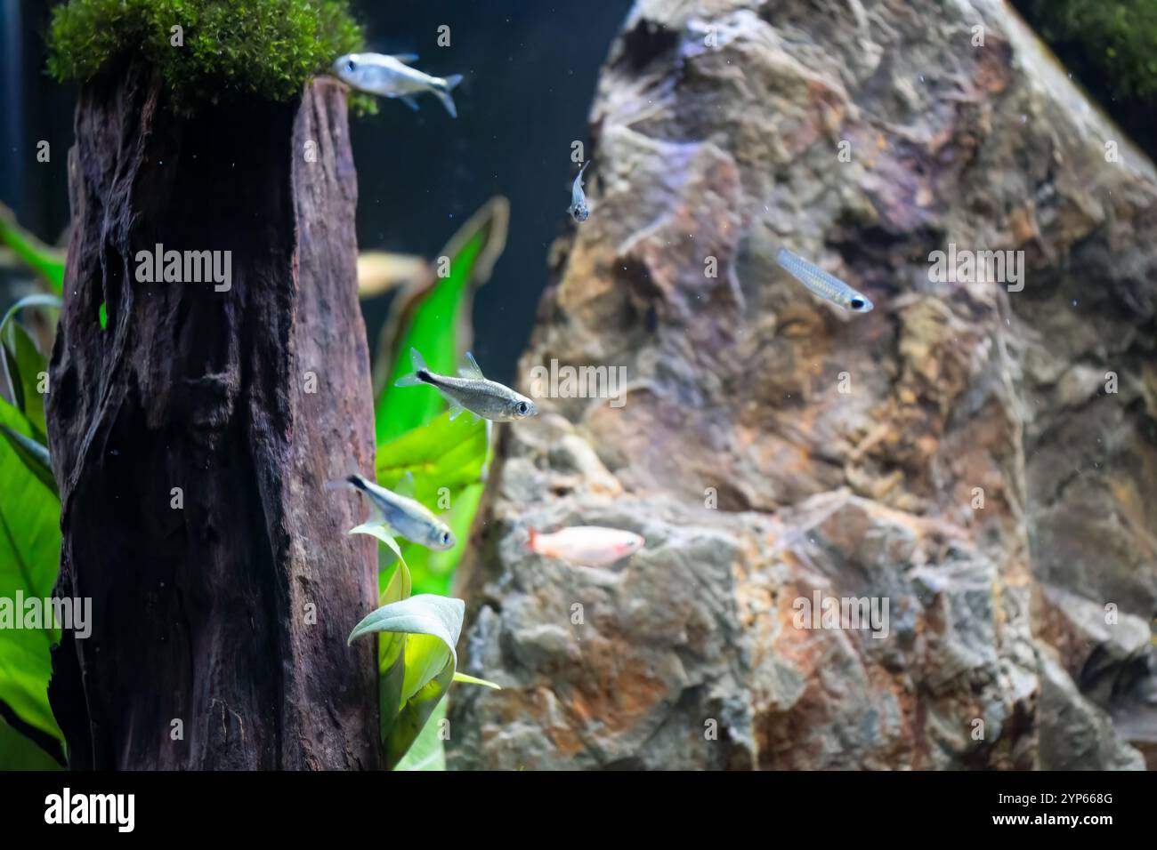 Guppy fish hi-res stock photography and images - Alamy