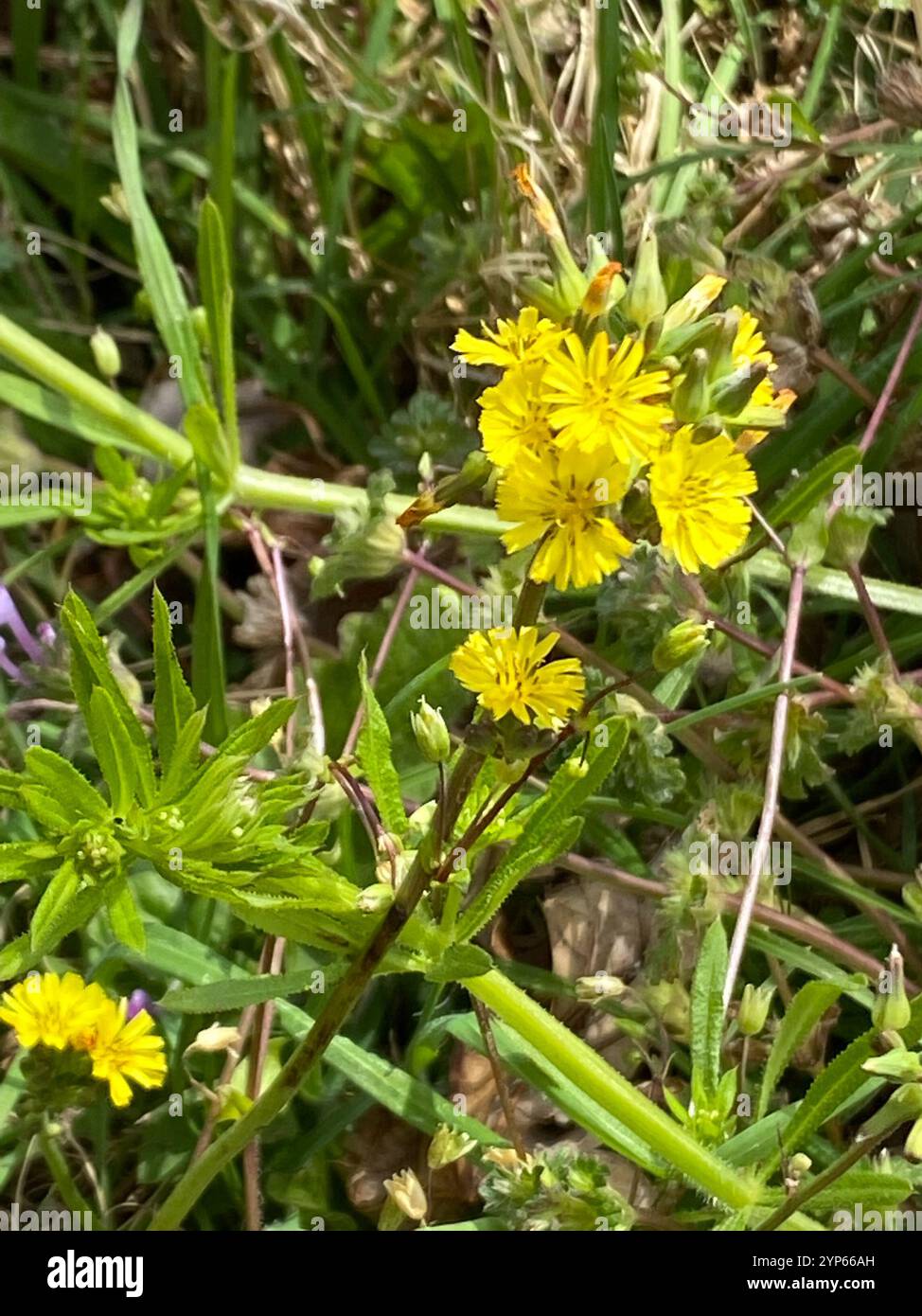 Oriental false hawksbeard (Youngia japonica Stock Photo - Alamy