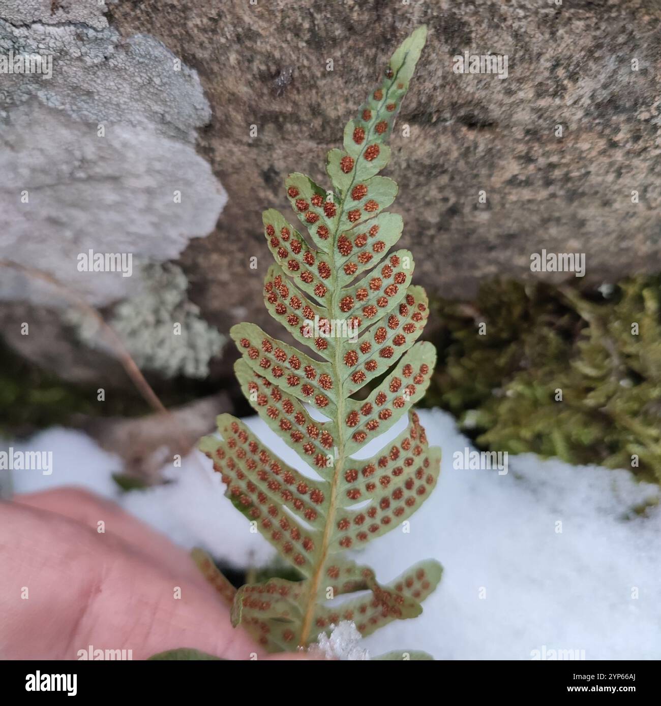 common polypody (Polypodium vulgare Stock Photo - Alamy