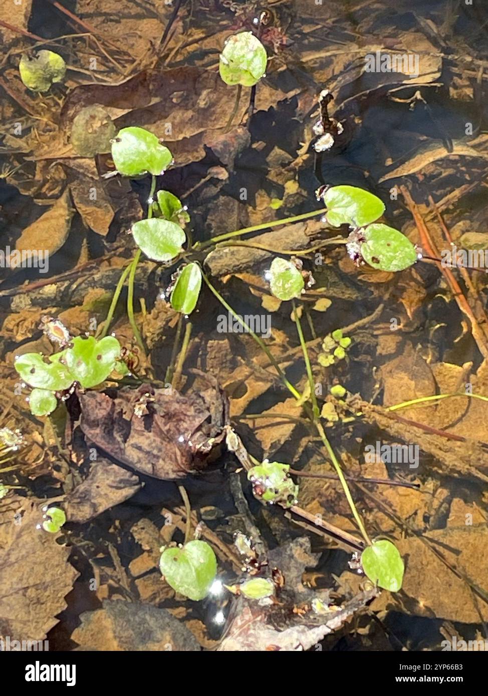 low spearwort (Ranunculus pusillus Stock Photo - Alamy