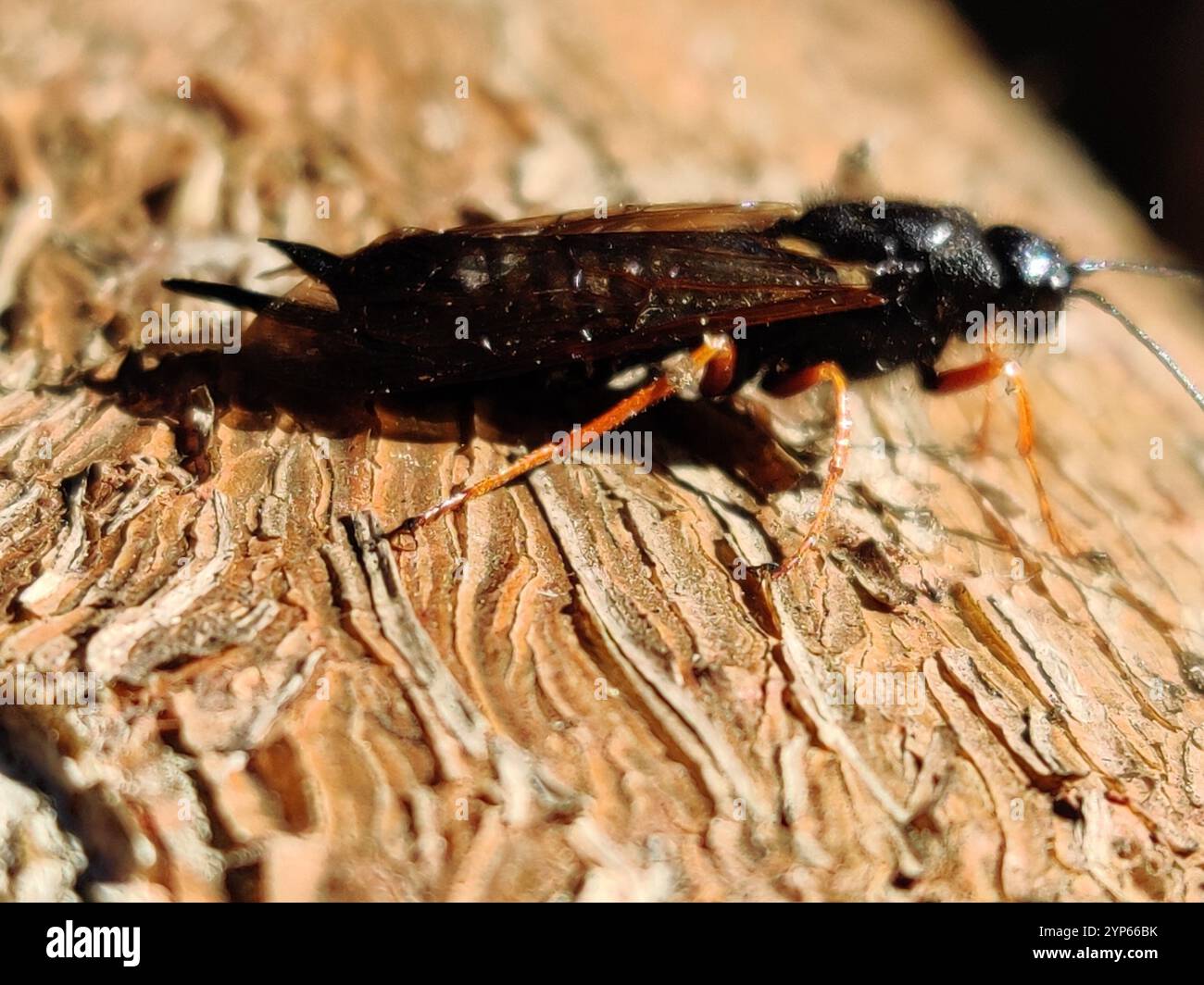 European Woodwasp (Sirex noctilio Stock Photo - Alamy