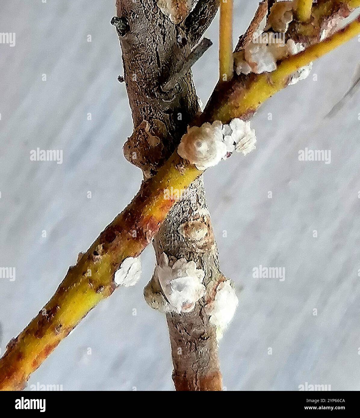 Wax Scales (Ceroplastes Stock Photo - Alamy