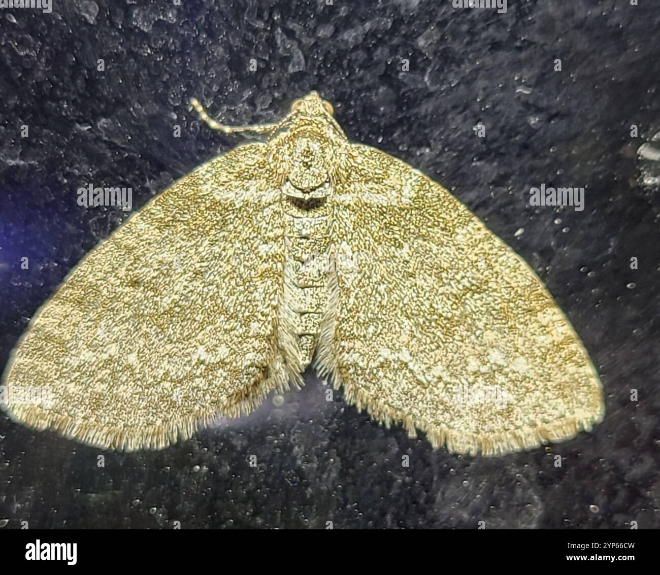 Carpet Moths (Larentiinae Stock Photo - Alamy