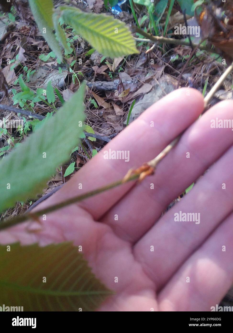 swamp chestnut oak (Quercus michauxii Stock Photo - Alamy