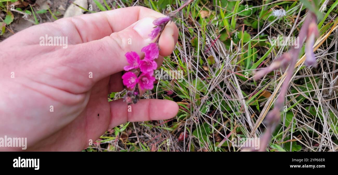 checkerbloom (Sidalcea malviflora Stock Photo - Alamy