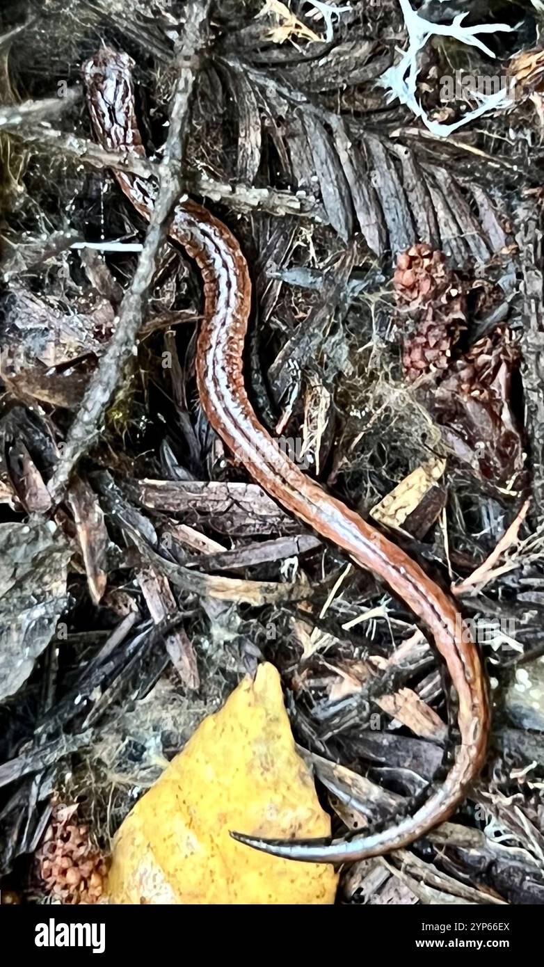 California Slender Salamander (Batrachoseps attenuatus Stock Photo - Alamy