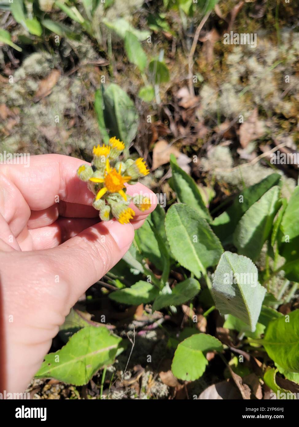 woolly ragwort (Packera dubia Stock Photo - Alamy