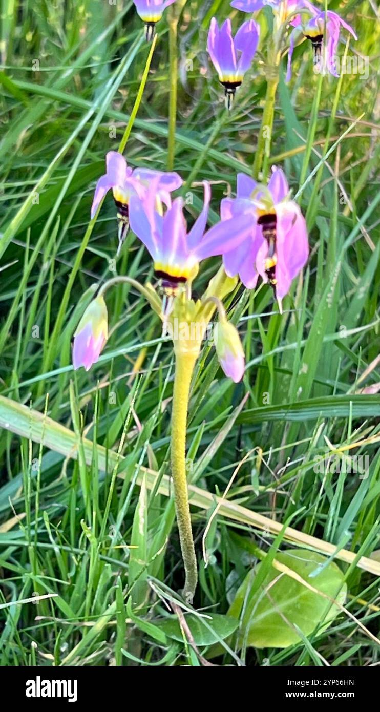 Padre's Shooting Star (Primula clevelandii Stock Photo - Alamy