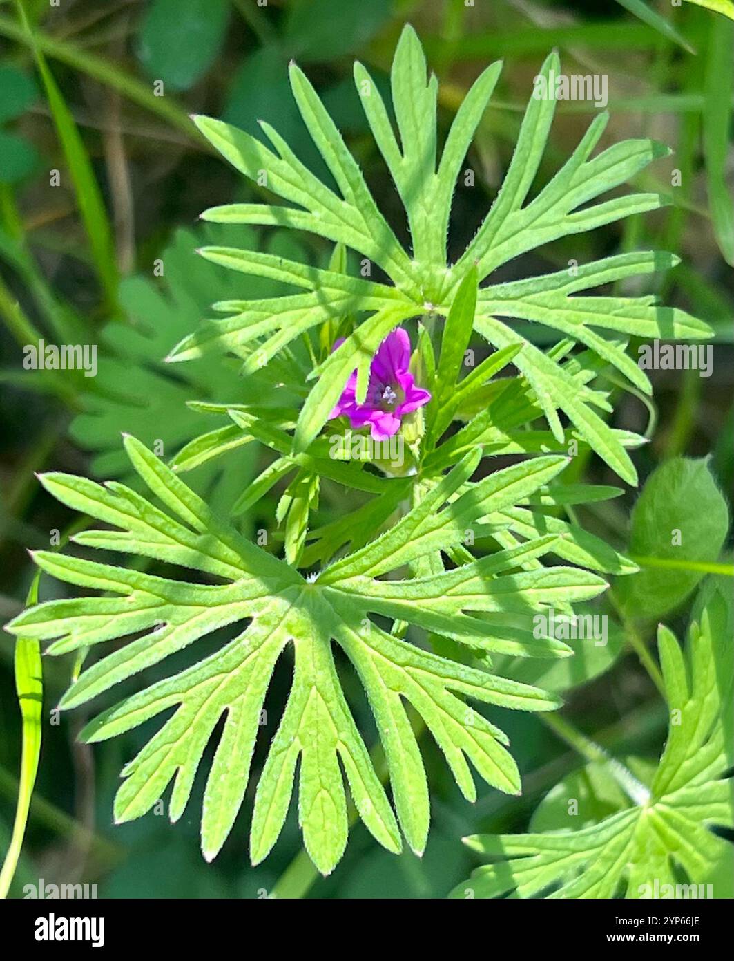 Cut-leaved crane's-bill (Geranium dissectum Stock Photo - Alamy