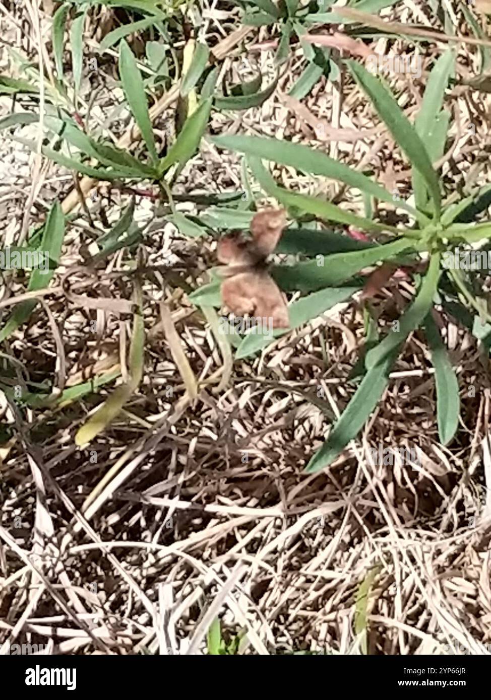 Rounded metalmark hi-res stock photography and images - Alamy