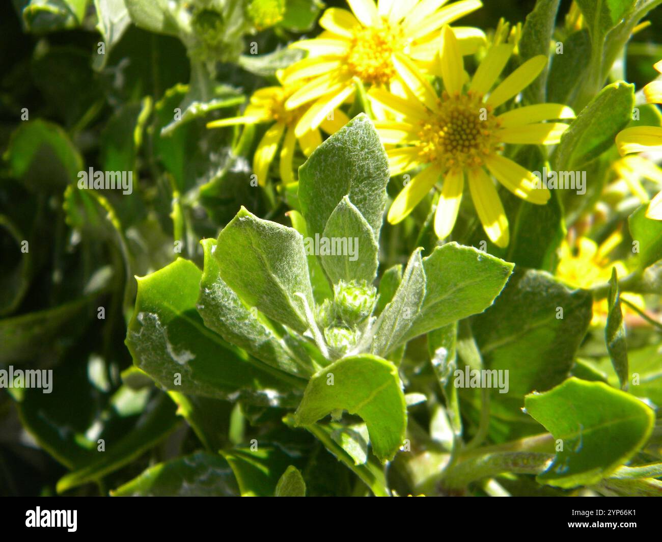 Bietou (Osteospermum moniliferum Stock Photo - Alamy