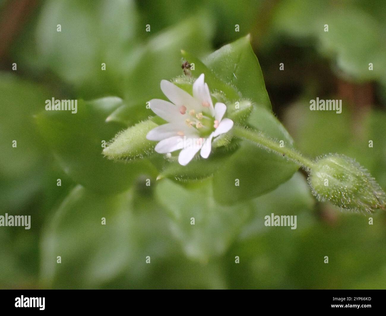 Sticky mouse-ear chickweed (Cerastium glomeratum Stock Photo - Alamy