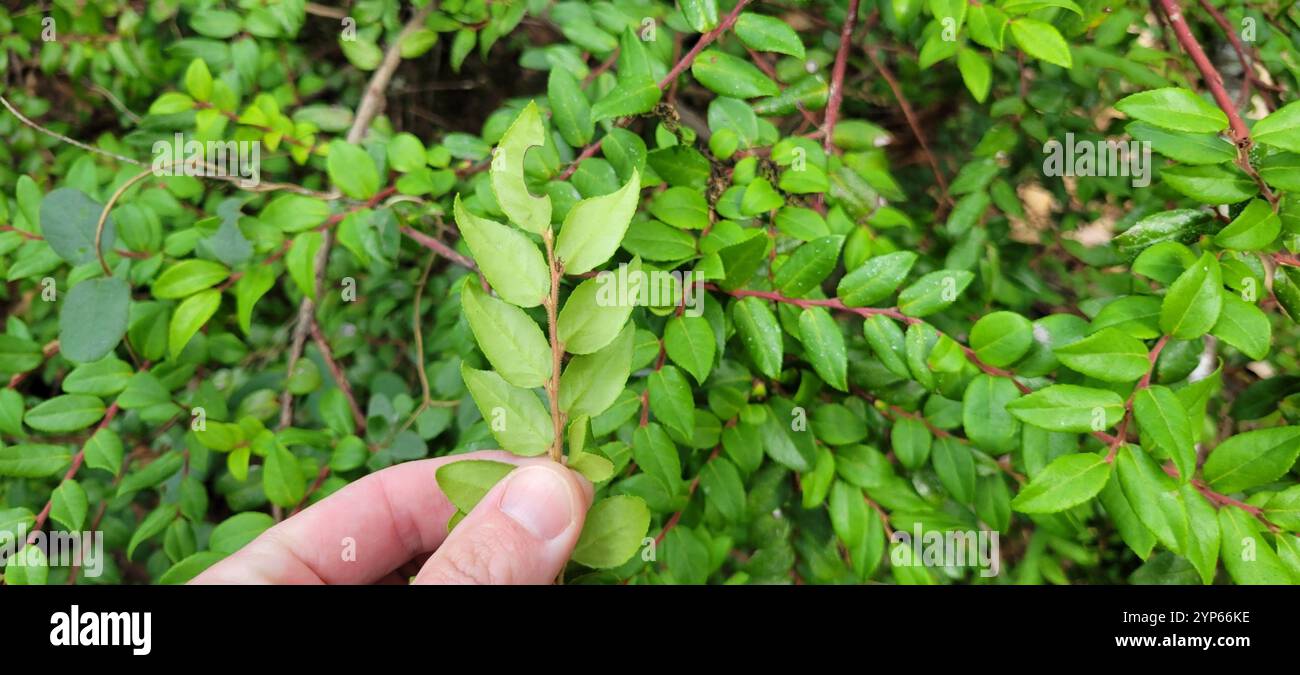 Evergreen Huckleberry (Vaccinium ovatum Stock Photo - Alamy