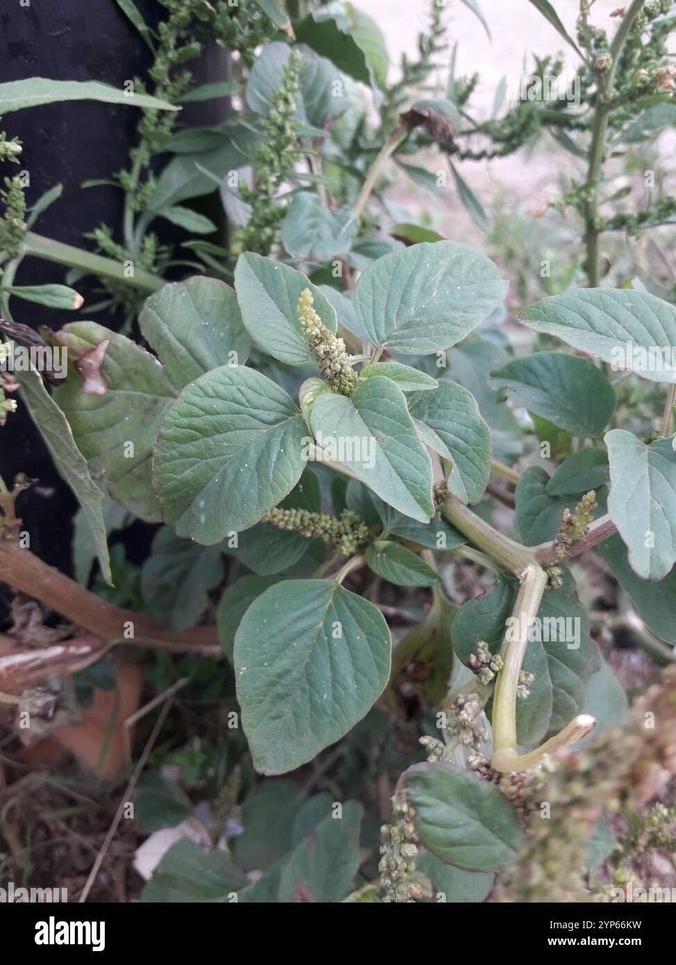 green amaranth (Amaranthus viridis Stock Photo - Alamy
