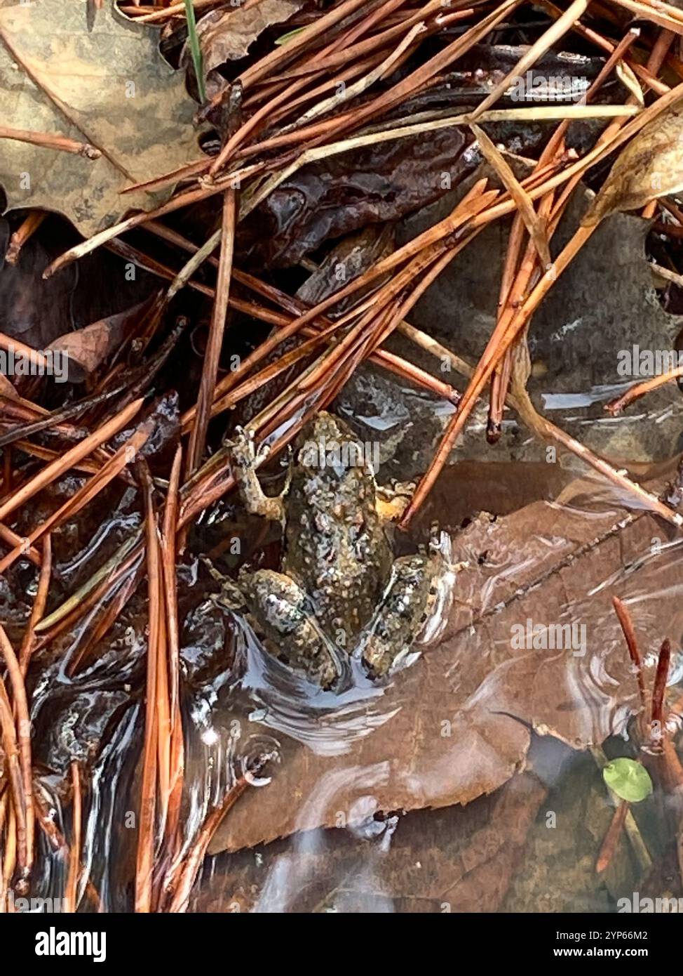 Northern Cricket Frog (Acris crepitans Stock Photo - Alamy