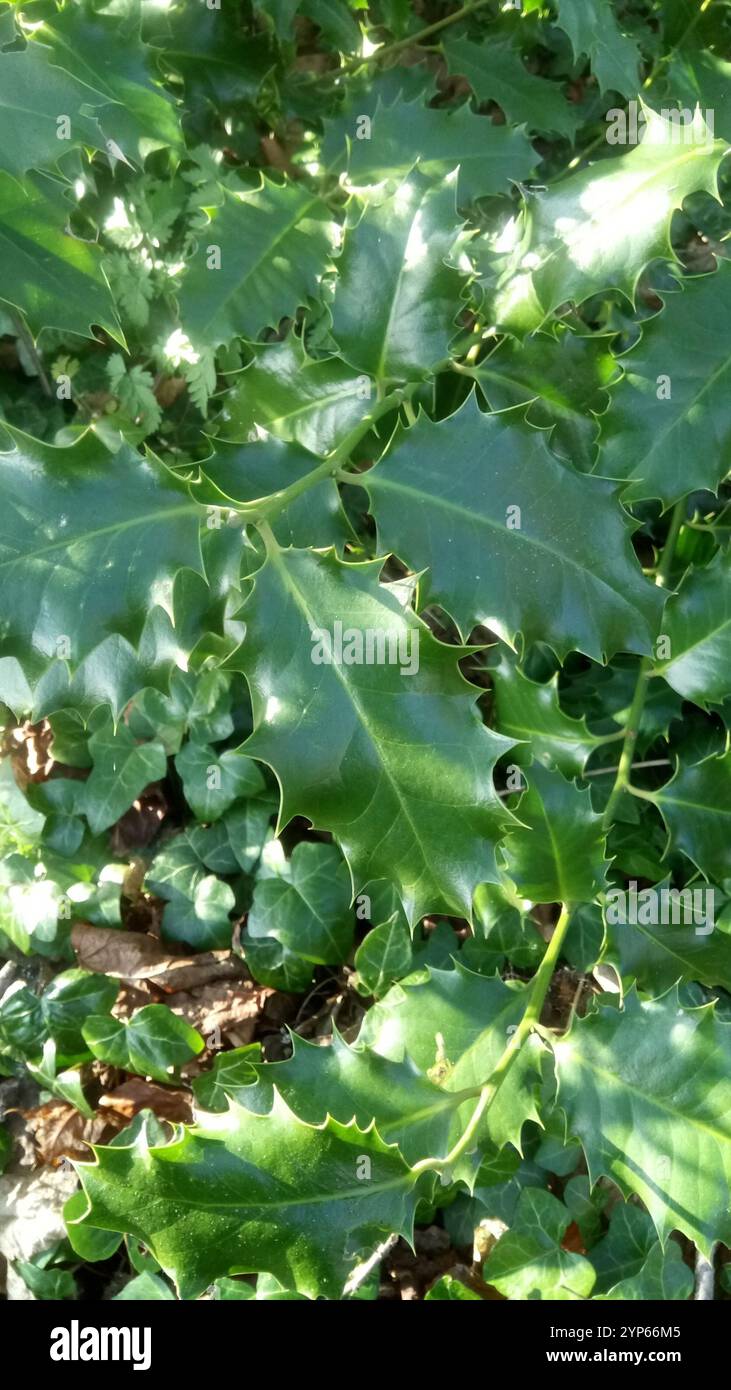 European holly (Ilex aquifolium Stock Photo - Alamy