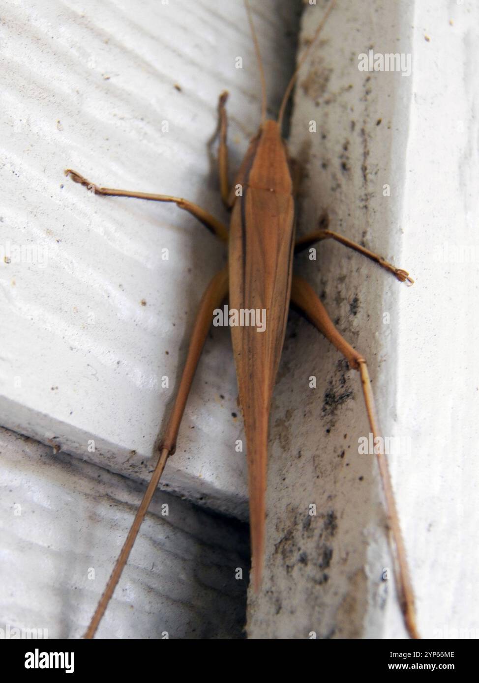 Broad-tipped Conehead (Neoconocephalus triops Stock Photo - Alamy
