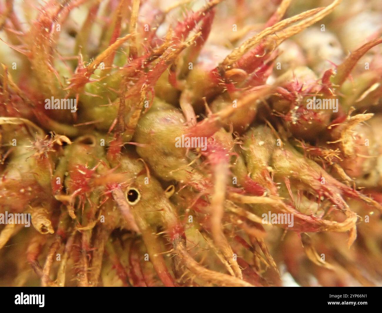 Seed gall hi-res stock photography and images - Alamy